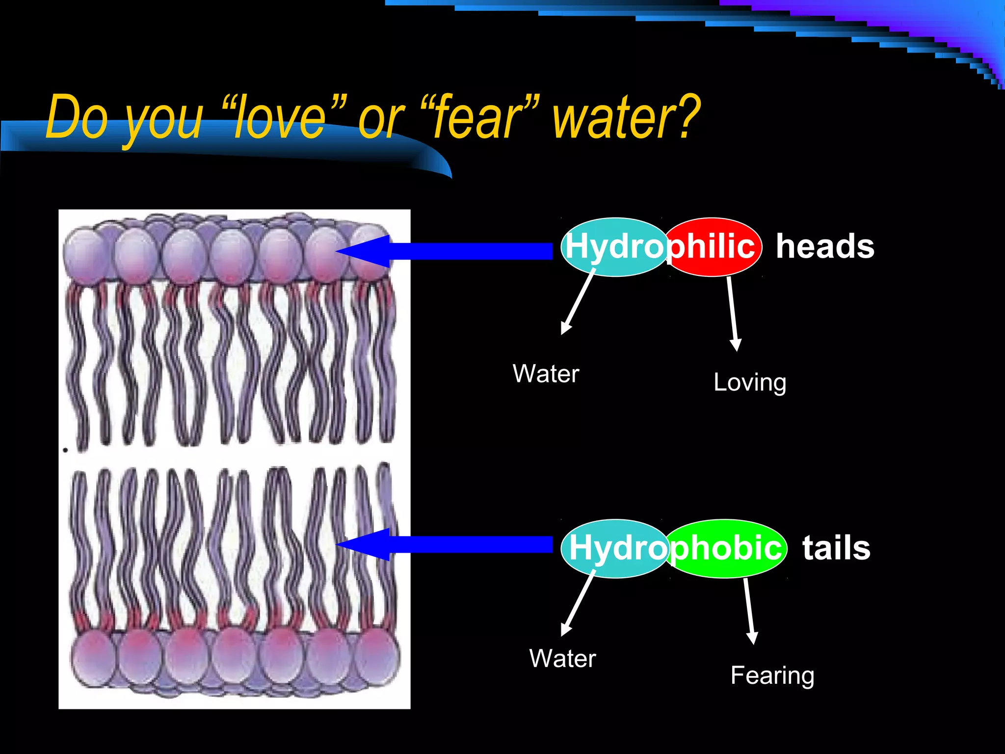 Homeostasis+transport | PPT