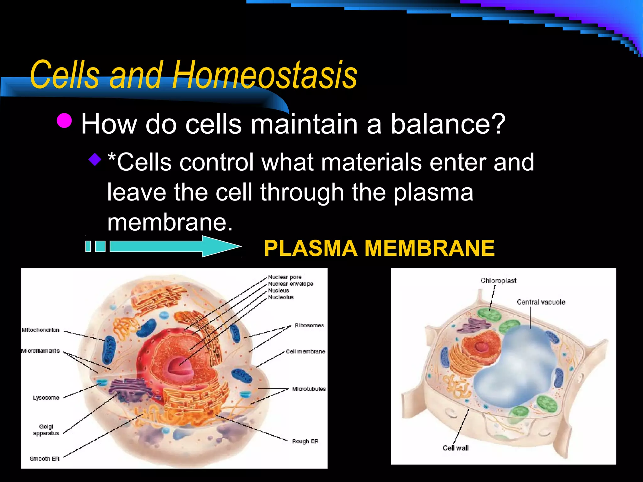 Homeostasis+transport | PPT | Biological Sciences | Science