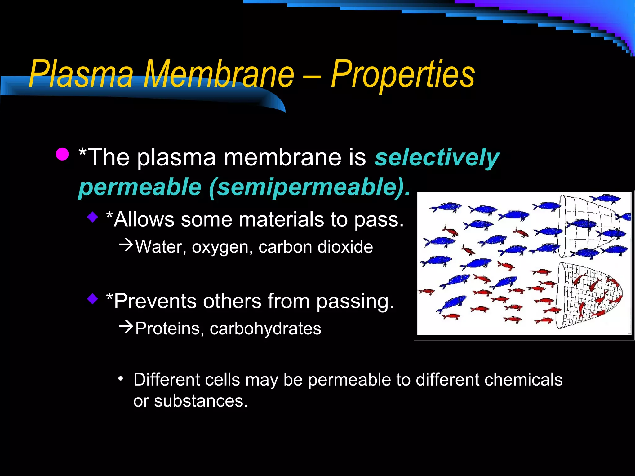 Homeostasis+transport | PPT