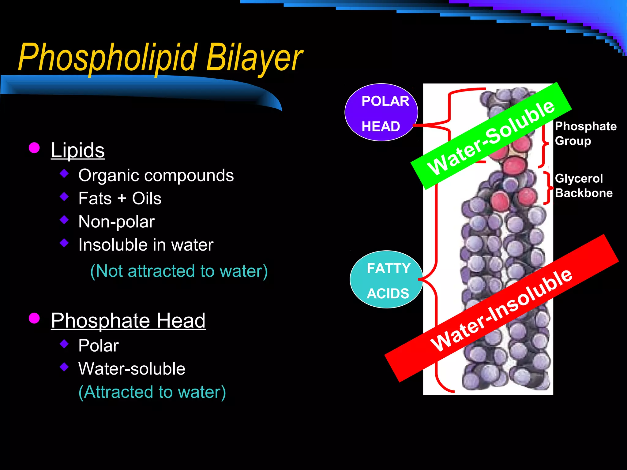 Homeostasis+transport | PPT