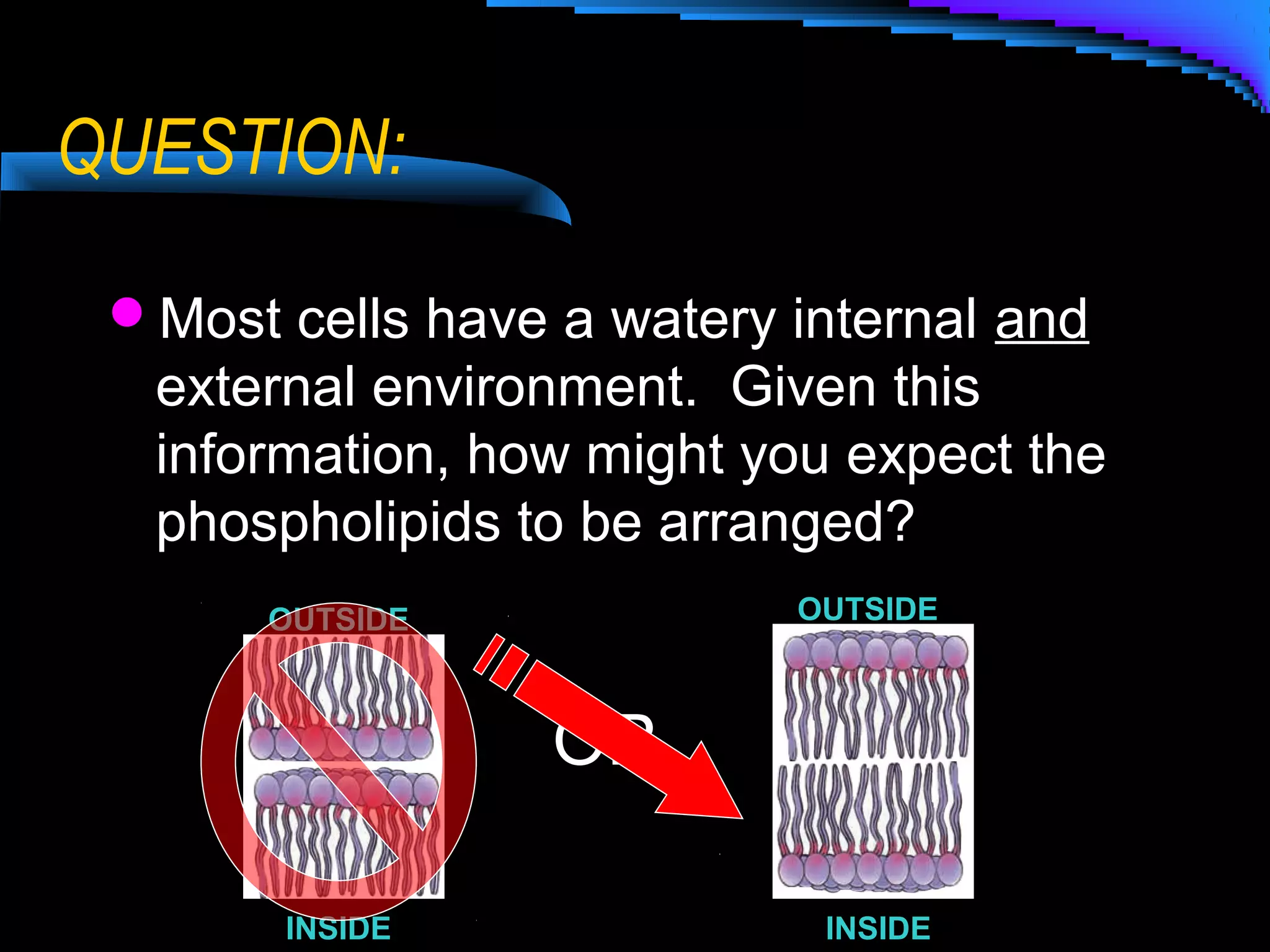 Homeostasis+transport | PPT