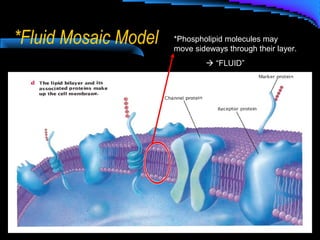 Homeostasis+transport | PPT