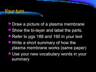 Homeostasis+transport | PPT