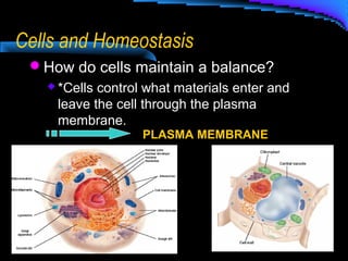 Homeostasis+transport | PPT | Biological Sciences | Science