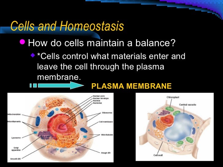 Homeostasis transport Homeostasis transport