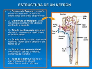 Homeostasis y función renal 2012 | PPT