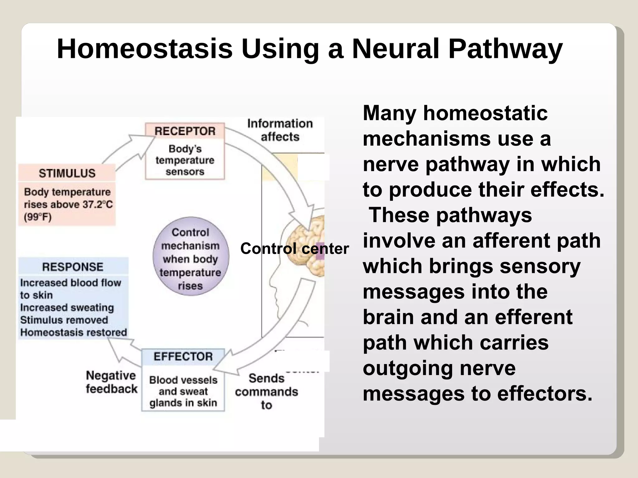 Homeostatis | PPT