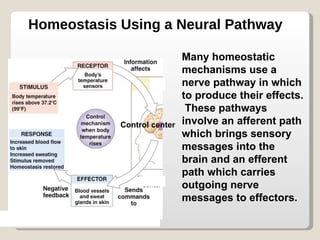 Homeostatis | PPT