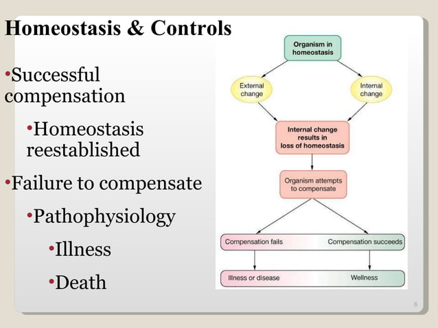 Homeostatis | PPT