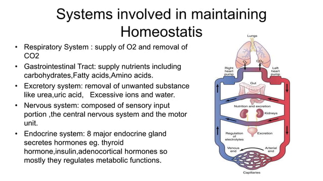 homeostatis.pptx