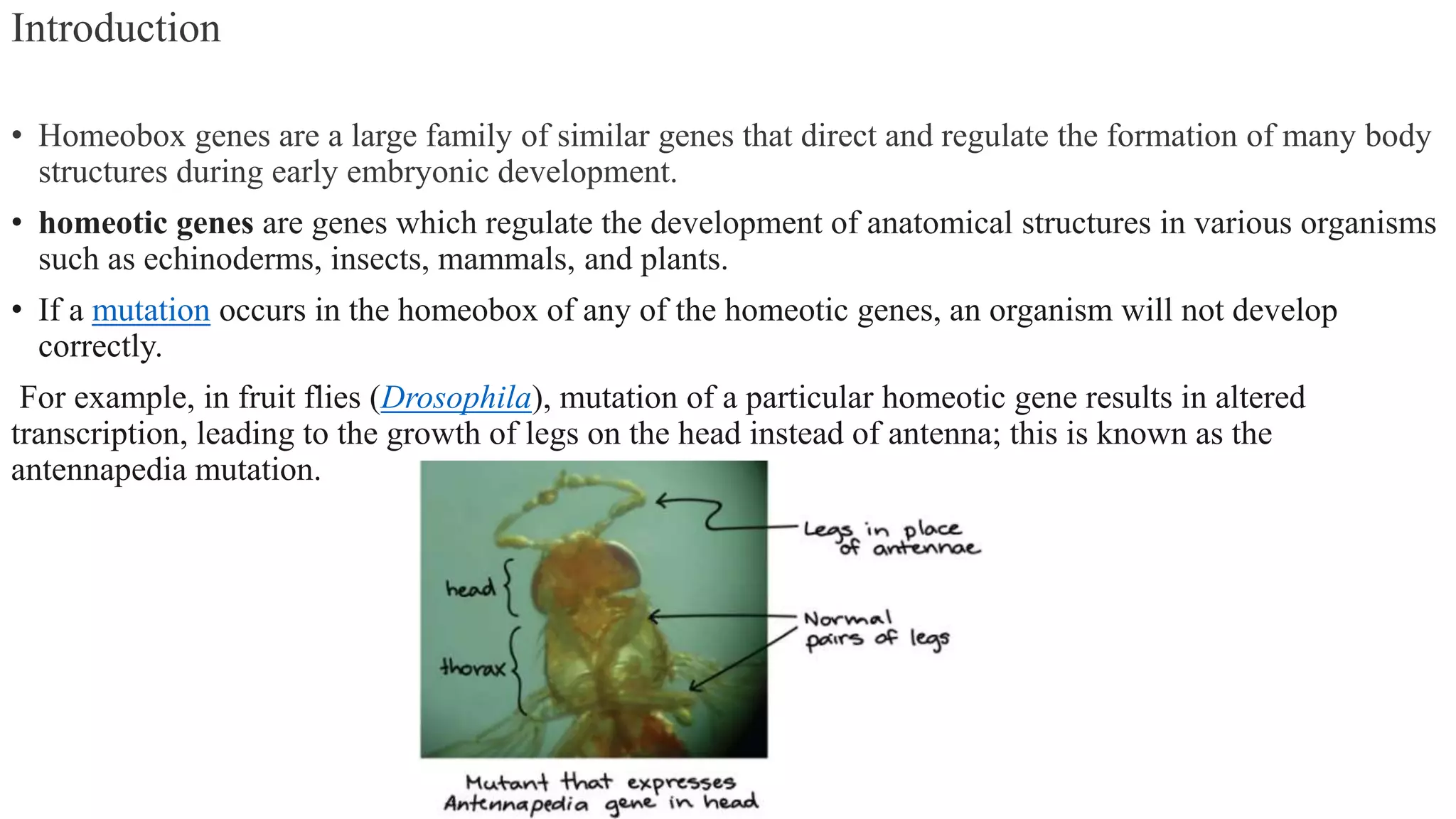 Homeotic genes | PPTX