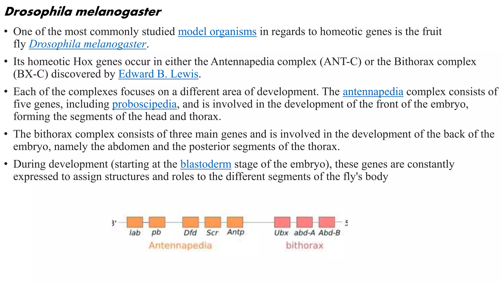 Homeotic genes | PPTX