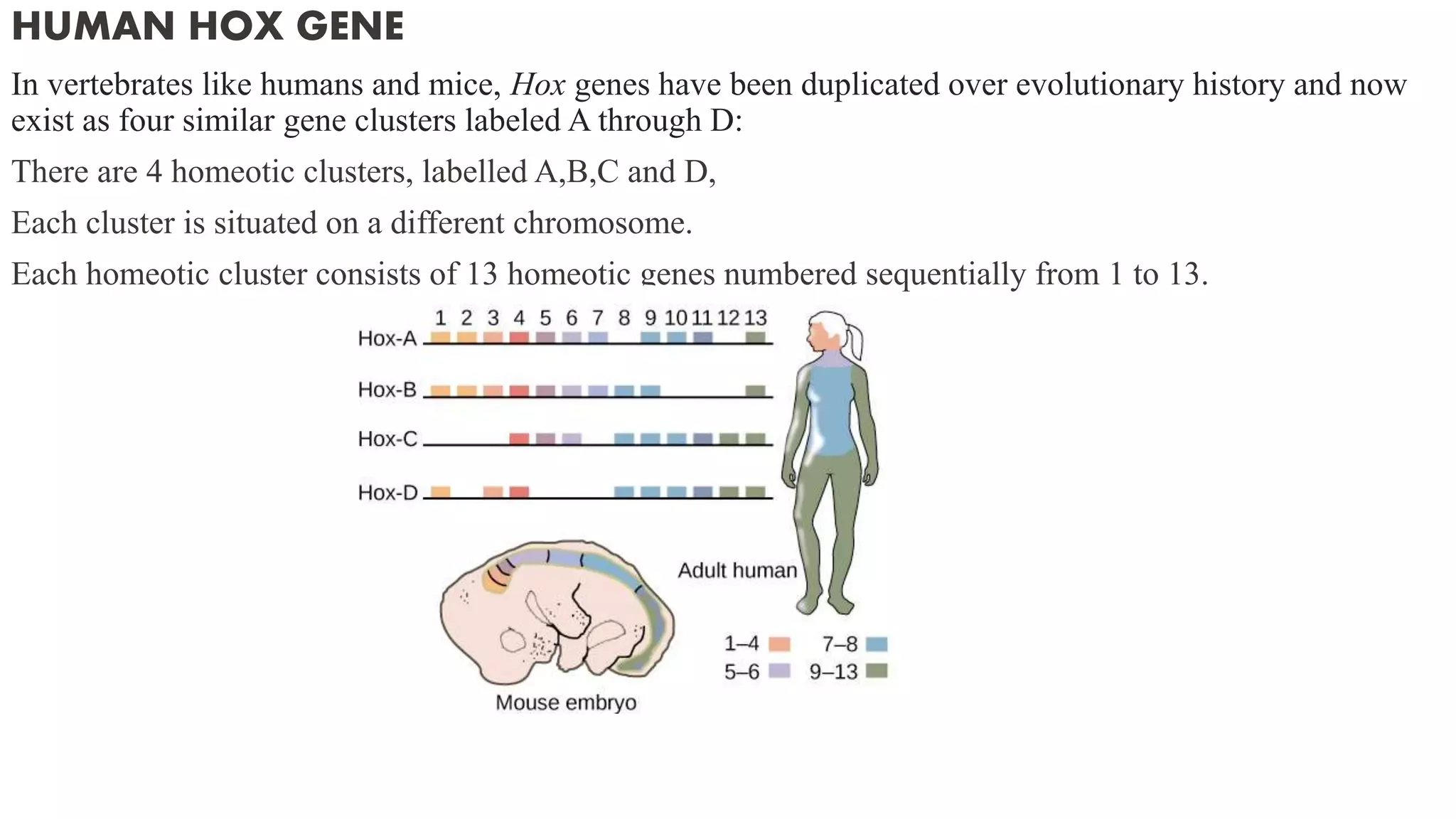 Homeotic genes | PPTX