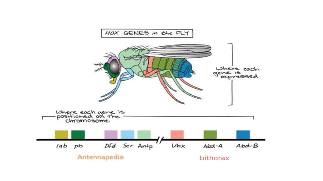Homeotic genes | PPTX | Biological Sciences | Science