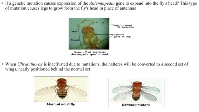 Homeotic genes | PPTX | Biological Sciences | Science