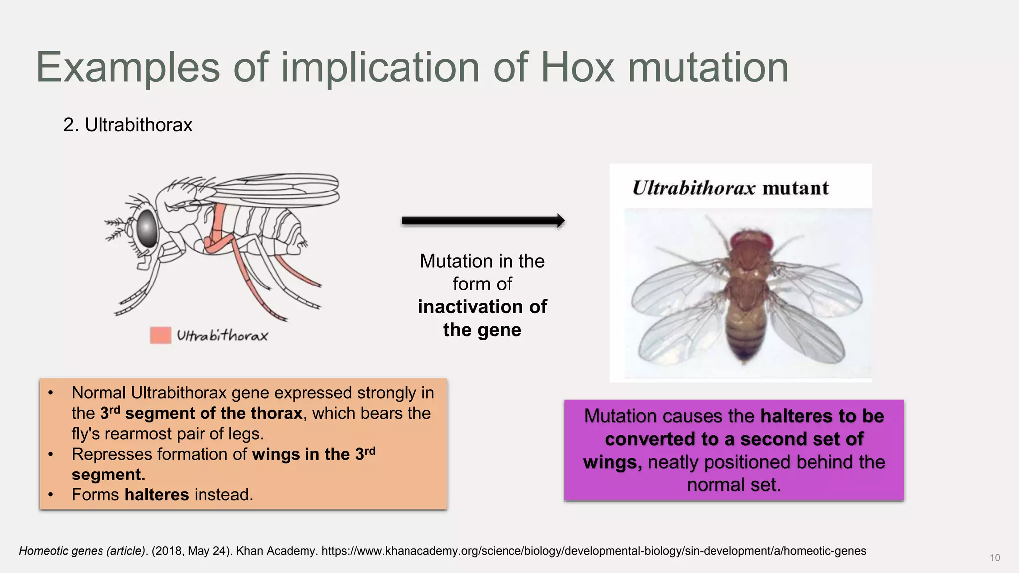 Homeotic genes | PPTX