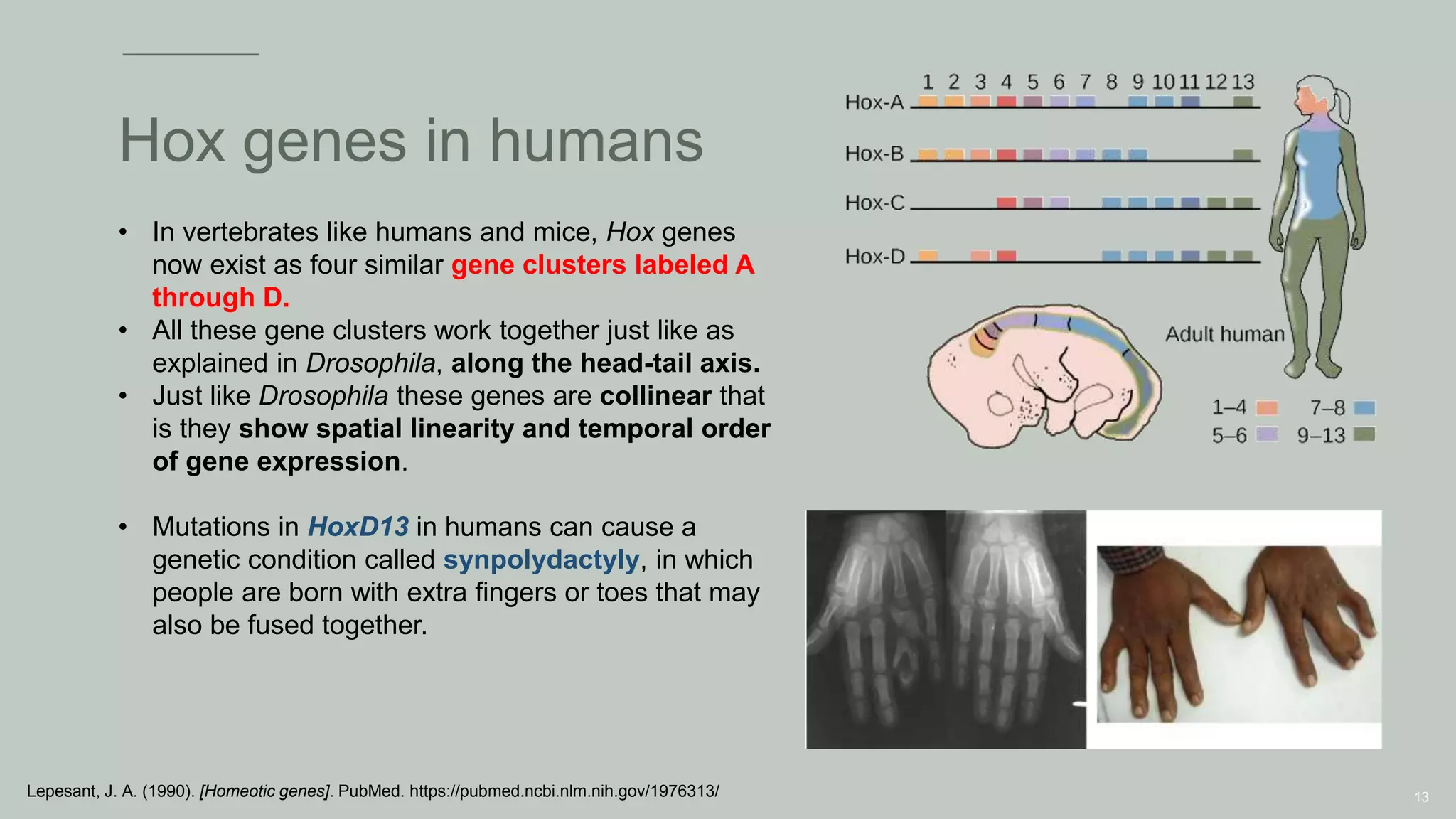Homeotic genes | PPTX