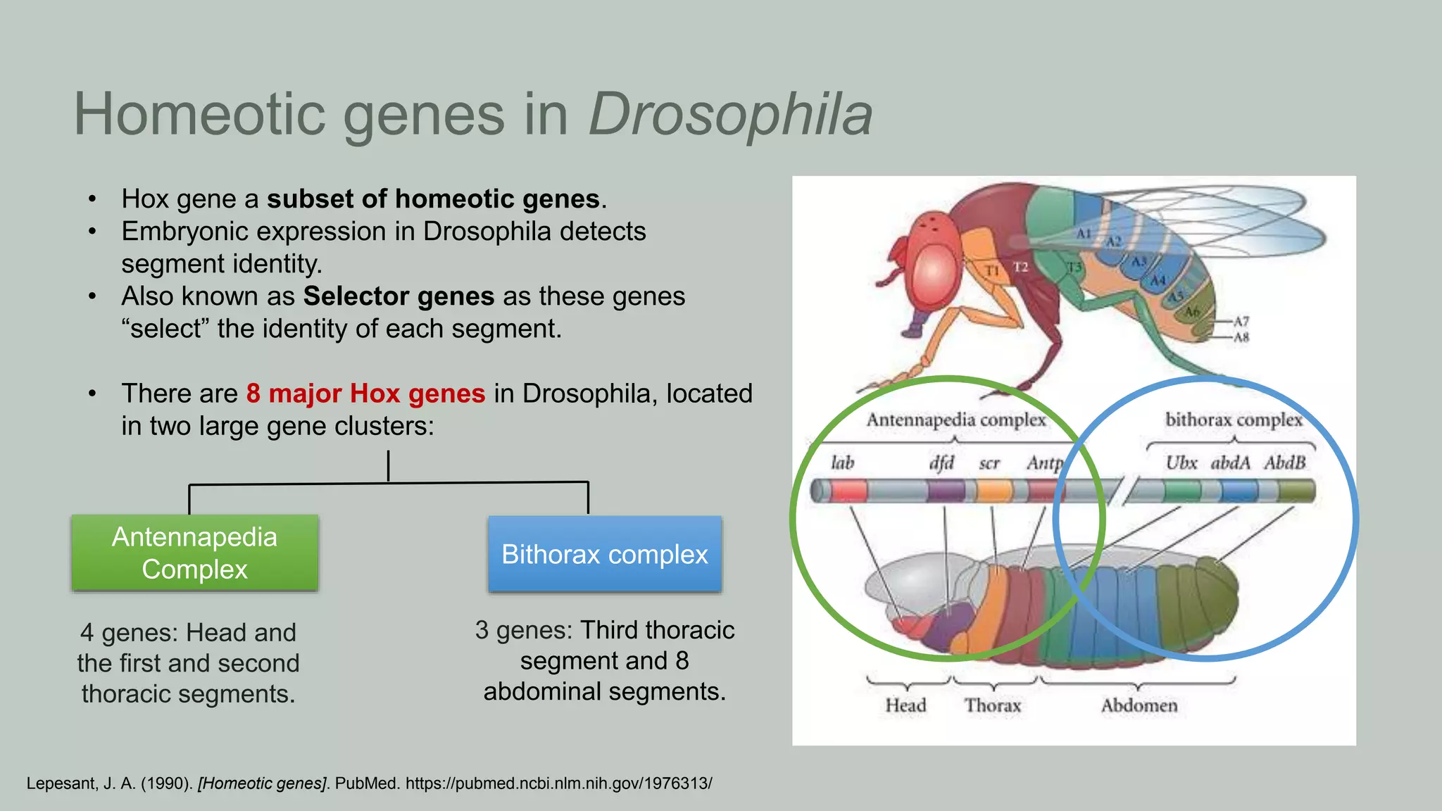 Homeotic genes | PPTX | Genetics | Science