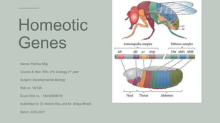 Homeotic genes | PPT
