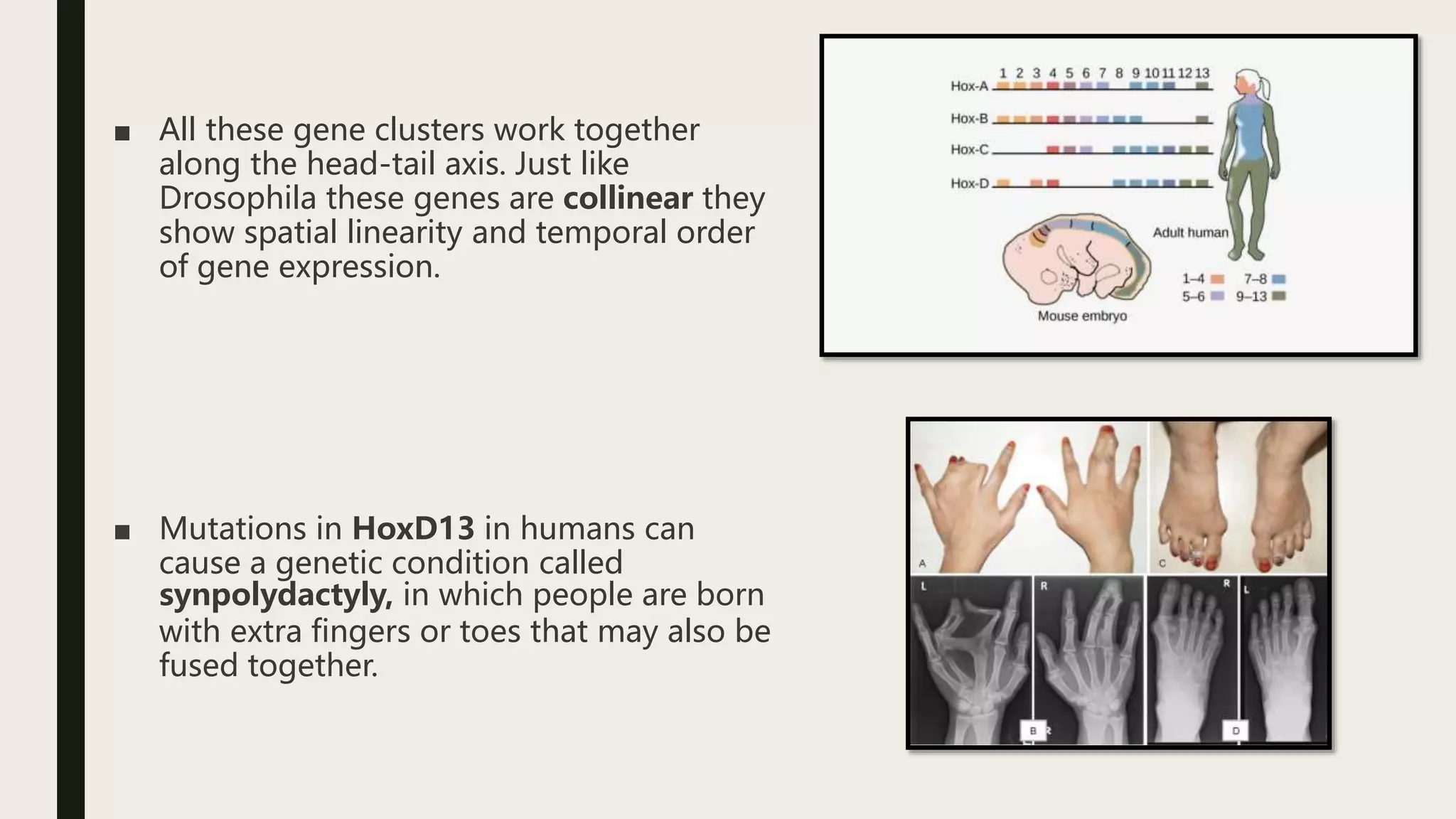 HOMEOTIC GENES.pptx