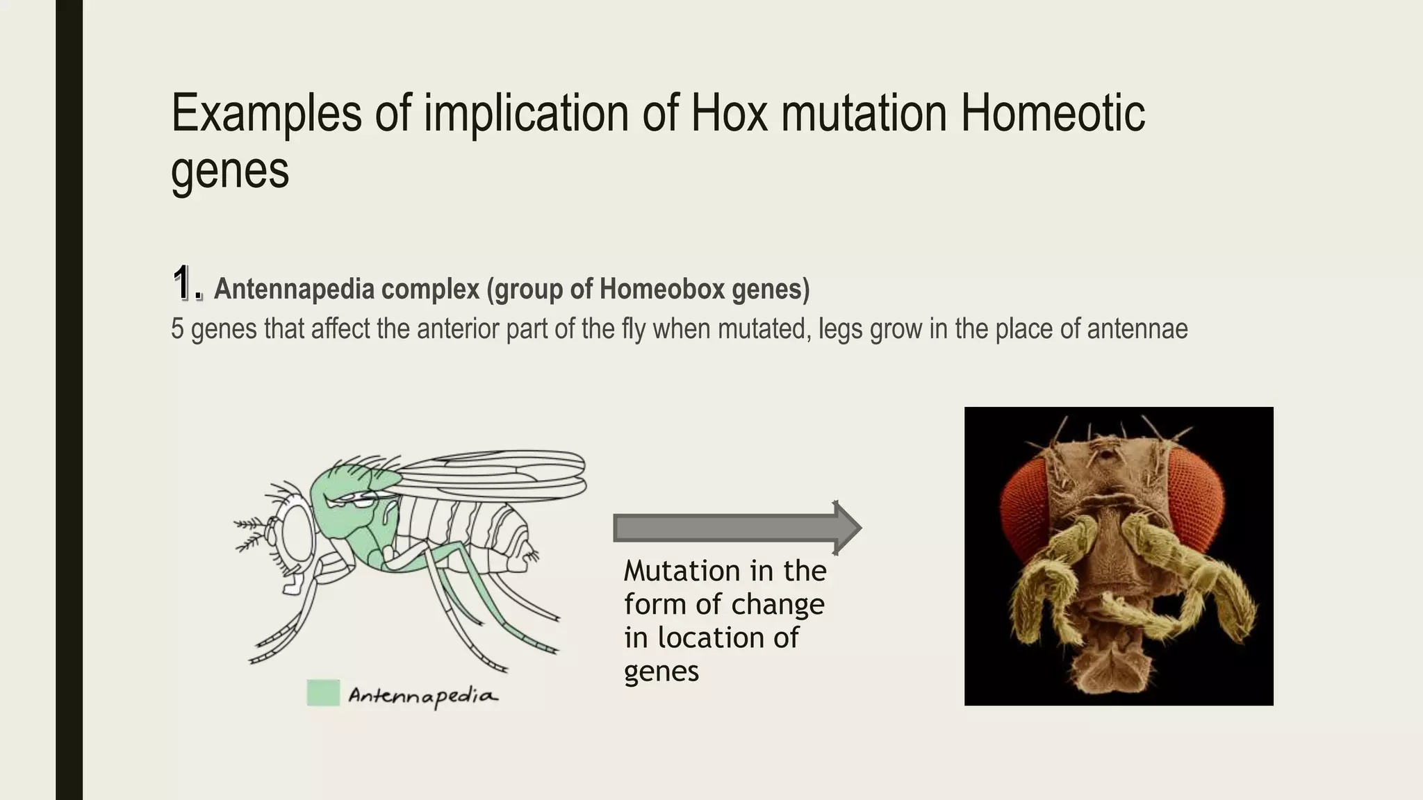 HOMEOTIC GENES.pptx