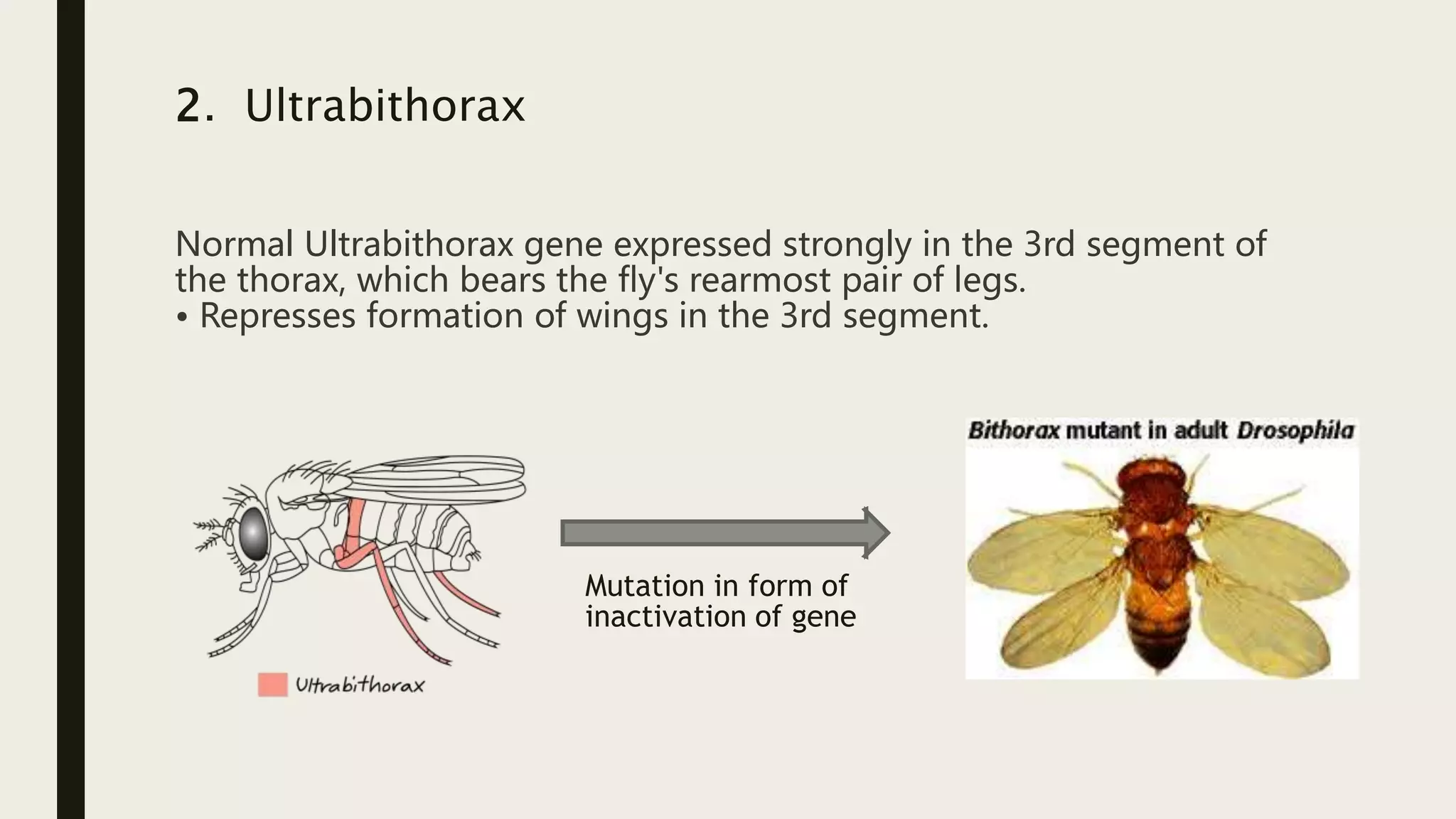 HOMEOTIC GENES.pptx
