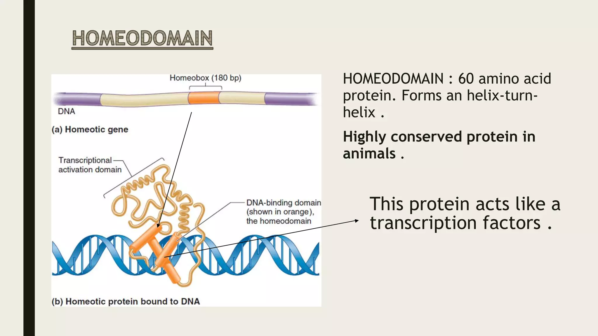 HOMEOTIC GENES.pptx