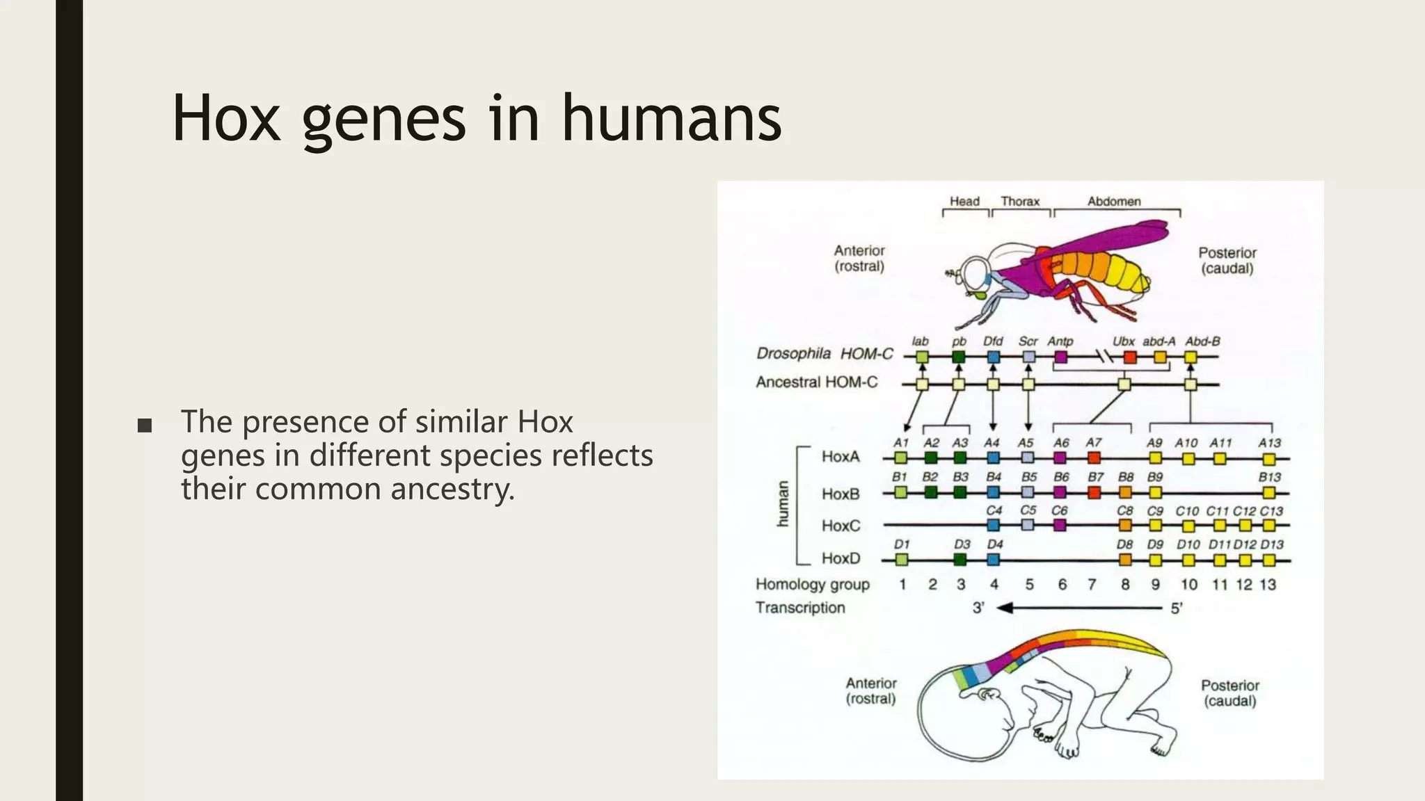 HOMEOTIC GENES.pptx
