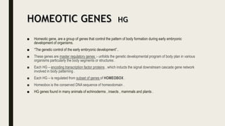HOMEOTIC GENES.pptx