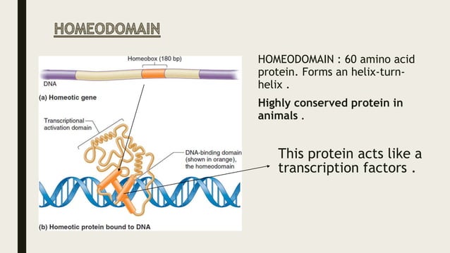 HOMEOTIC GENES.pptx