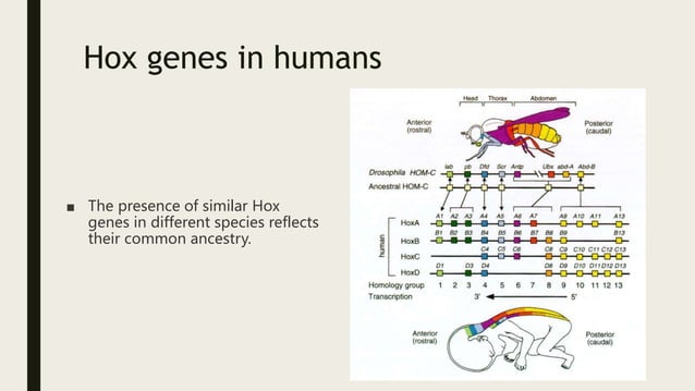 HOMEOTIC GENES.pptx