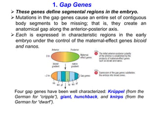 Homeotic Genes and their functions in Drosophila.pptx | Home ...