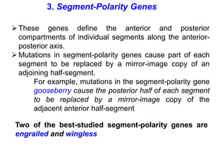 Homeotic Genes and their functions in Drosophila.pptx | Home ...