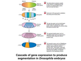 Homeotic Genes and their functions in Drosophila.pptx | Home ...