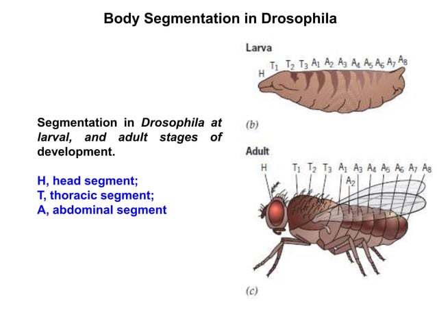 Homeotic Genes and their functions in Drosophila.pptx | Home ...