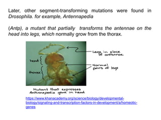 Homeotic Genes and their functions in Drosophila.pptx | Home ...