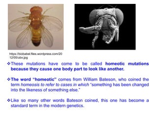 Homeotic Genes and their functions in Drosophila.pptx | Home ...