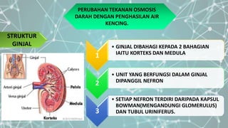 Homeostasis dalam manusia | PPTX