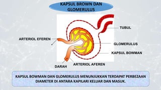 Homeostasis dalam manusia | PPTX