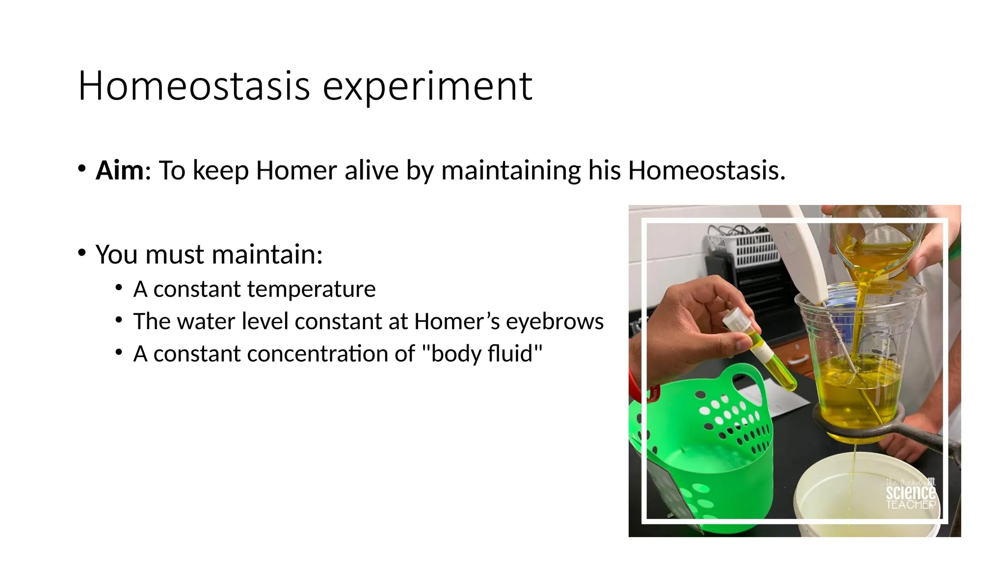 Homer-ostasis - homeostasis experiment.pptx