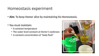 Homer-ostasis - homeostasis experiment.pptx