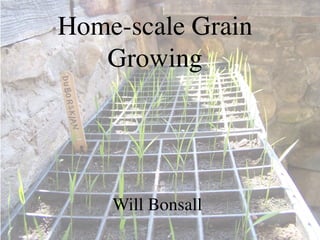 Home scale grain growing | PDF