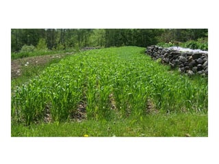 Home scale grain growing | PDF