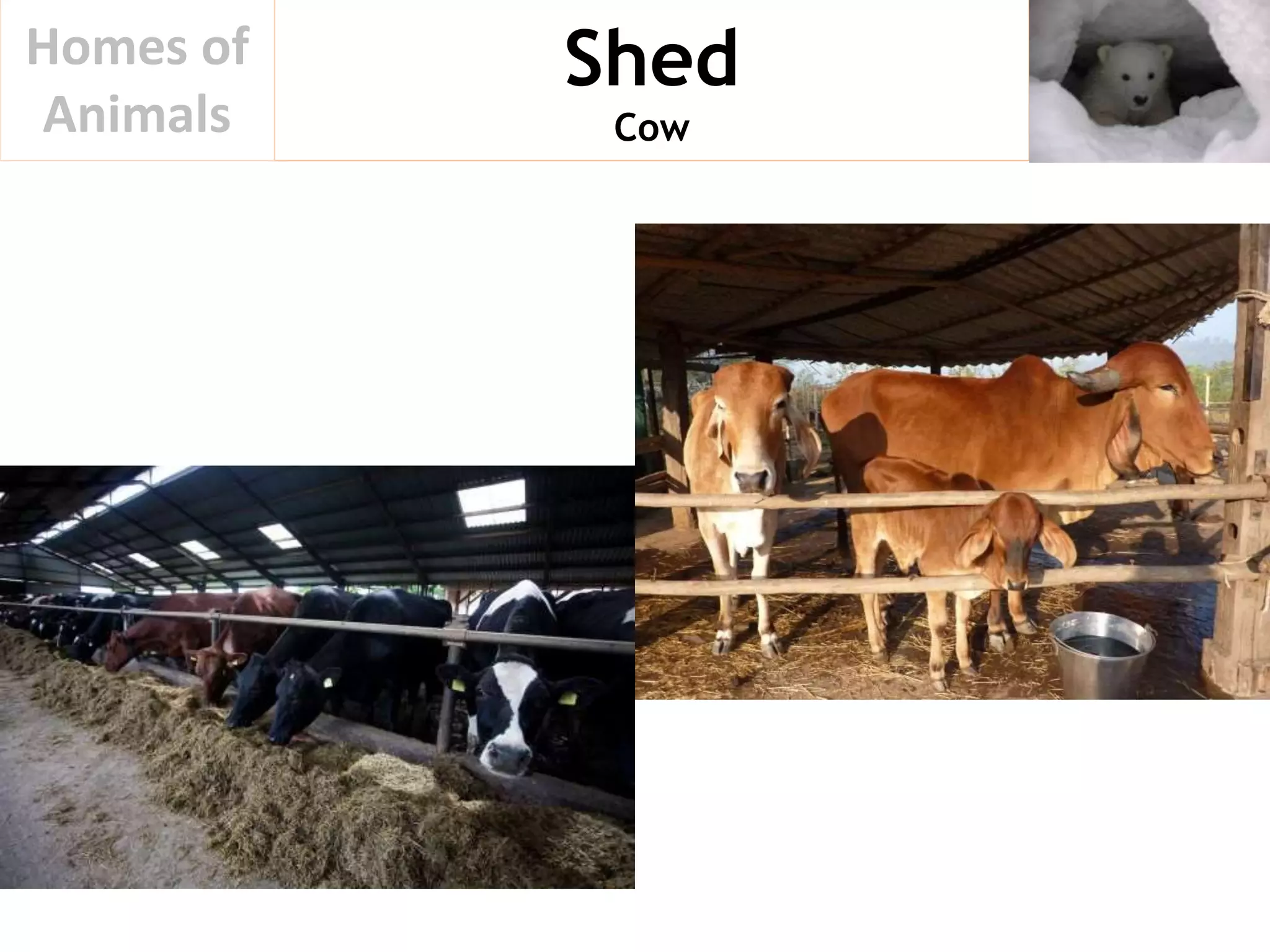 Homes of Animals | PPTX