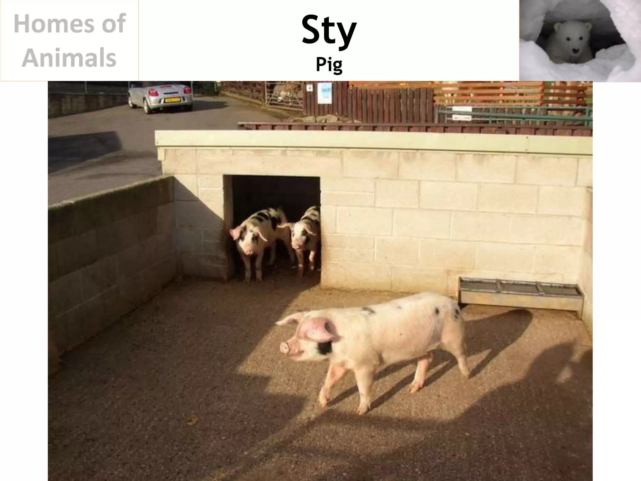 Homes of Animals | PPTX