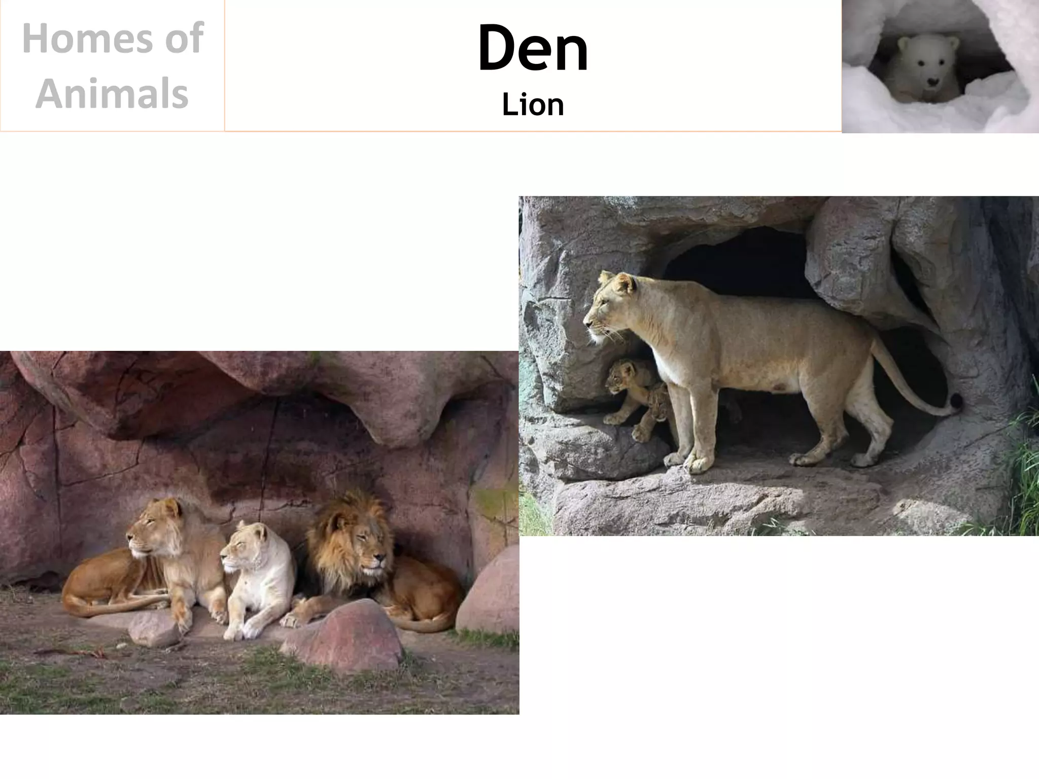 Homes of Animals | PPTX