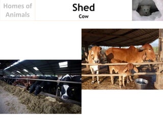 Homes of Animals | PPTX