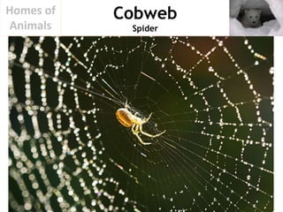 Homes of Animals | PPTX