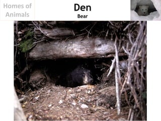 Homes of Animals | PPTX