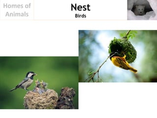 Homes of Animals | PPTX